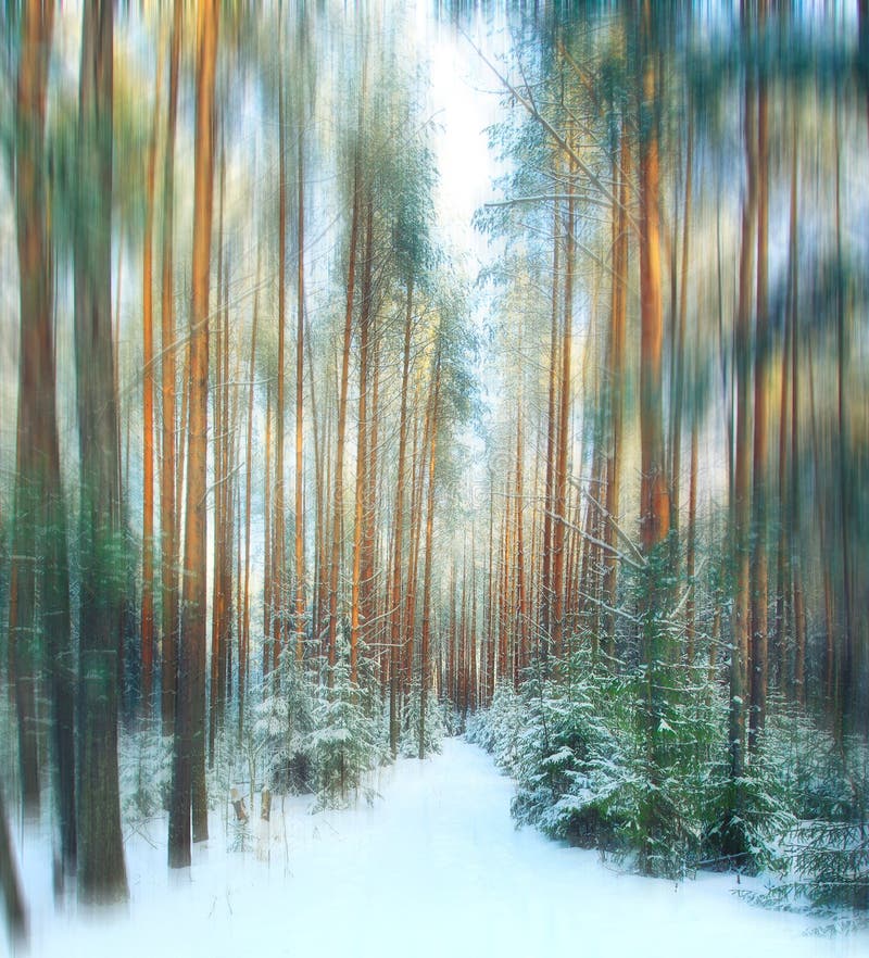 Pinewood Wide Panorama Winter Stock Photo - Image of forest, pinewood ...