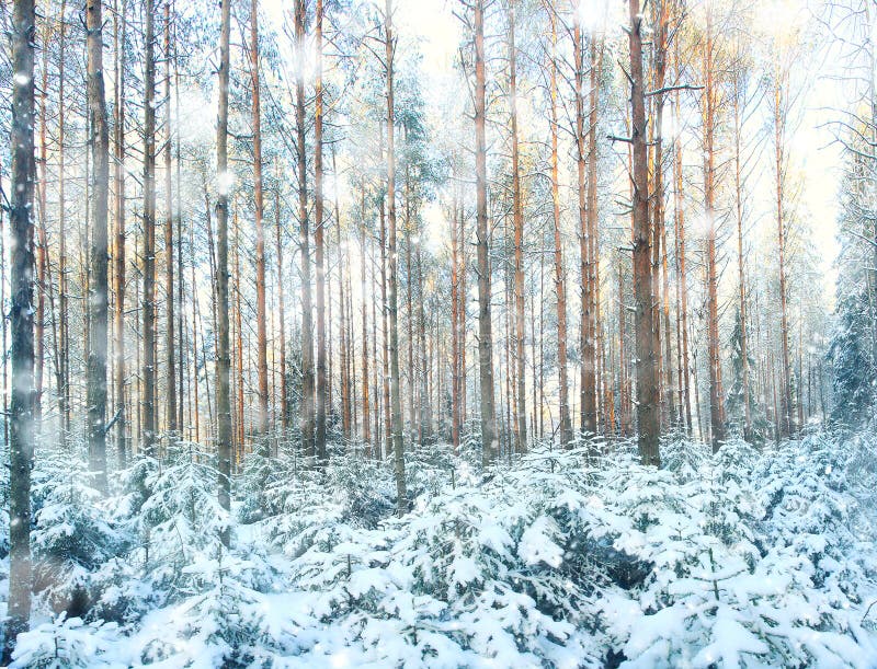 Winter pinewood stock photo. Image of white, pinetum - 30545186