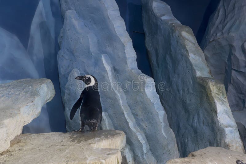 Patas del pingüino foto de archivo. Imagen de detalle - 25413172