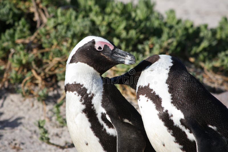 Beso Del Pingüino Fotos - Libres de Derechos y Gratuitas de Dreamstime