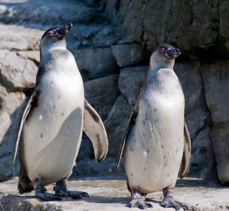 Pingüinos foto de archivo. Imagen de fauna, alcohol, pingüinos - 6722858
