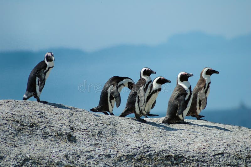Pingüinos africanos imagen de archivo. Imagen de parque - 4759877