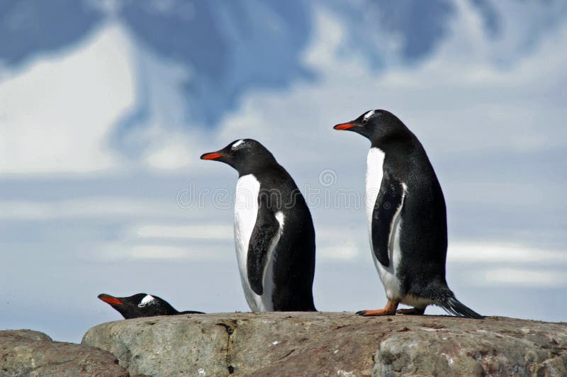Ping?inos De Gentoo Que Vienen En Tierra En El Mar Lion Island Imagen ...