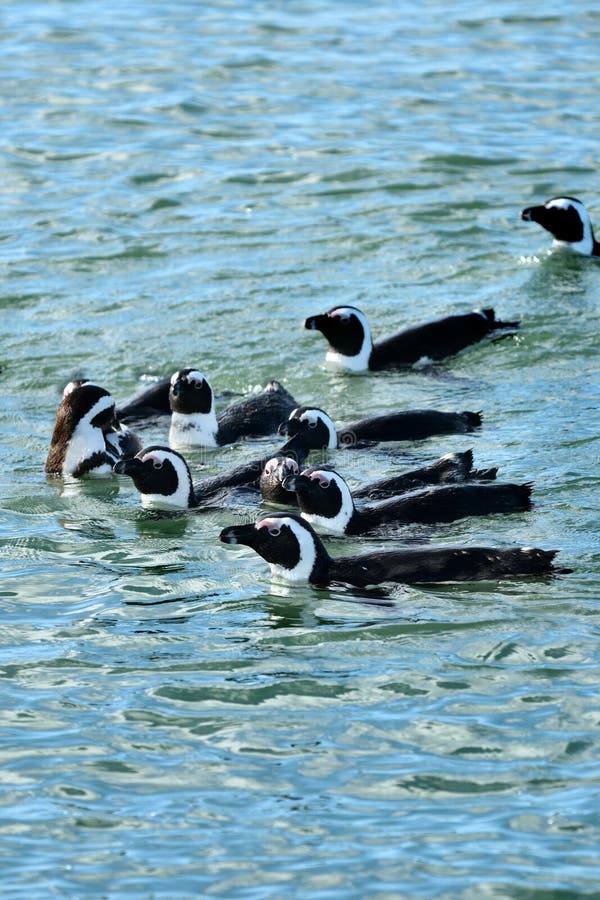 Pingüino De Zopenco, Namibia, África Imagen de archivo - Imagen de ...