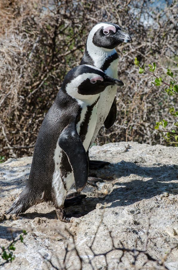 Pingüinos Del Africano O De Zopenco Foto de archivo - Imagen de ciudad ...