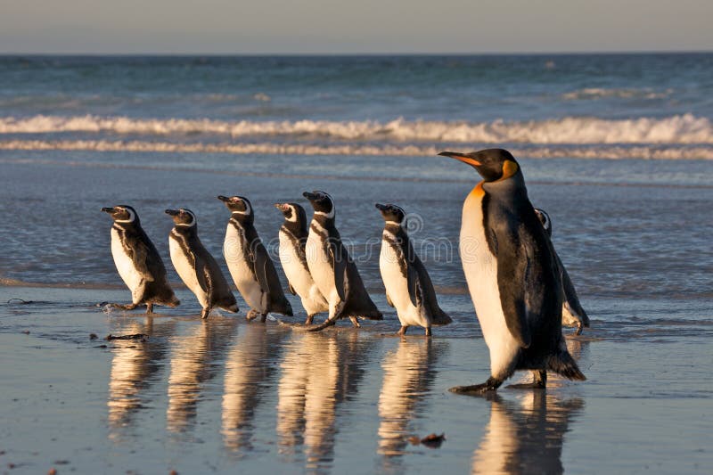 Pingüinos en la playa foto de archivo. Imagen de caminar - 17719328