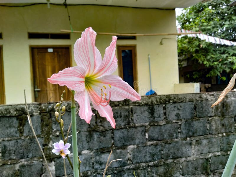 Ping Amaryllis Ornamental Plant or Ping Strip Lily Stock Image - Image ...