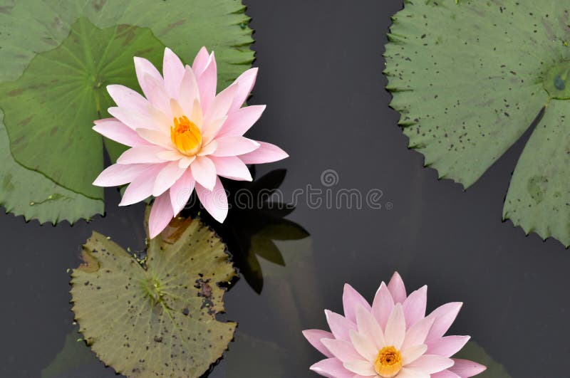 Ping Bloom Lotus with Green Leaves Background Stock Image - Image of ...