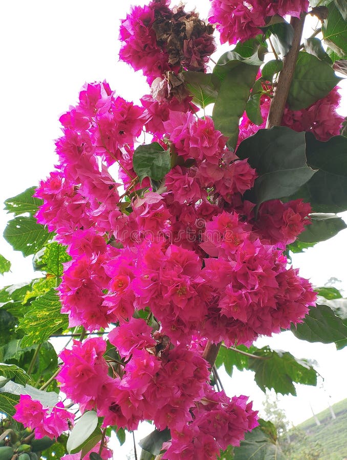 Ping Colored Paper Flowers Stock Photos - Free & Royalty-Free Stock ...