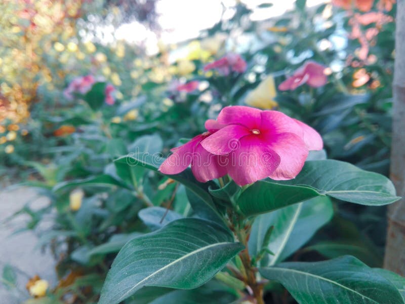 A Ping Flower that Blooms Today is so Beautiful Stock Photo - Image of ...