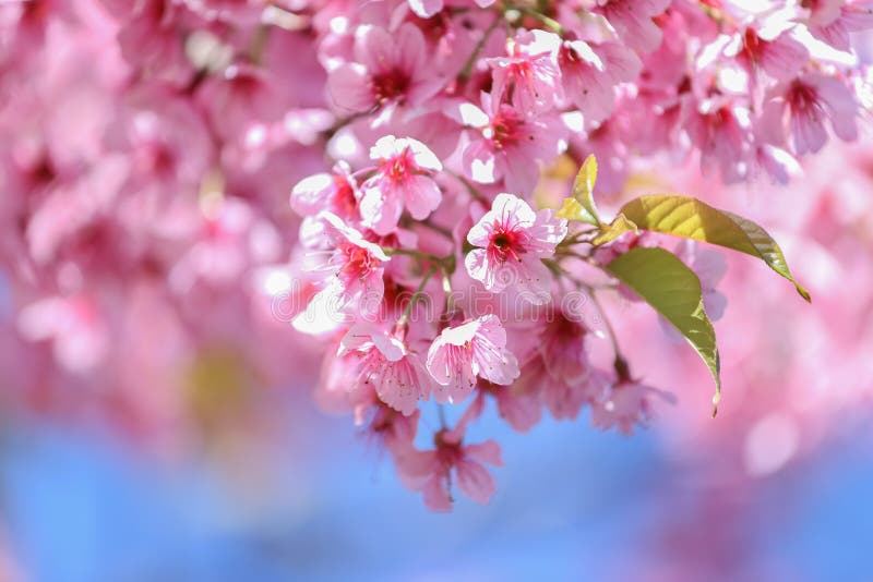 A Ping Flower that Blooms Today is so Beautiful Stock Photo - Image of ...