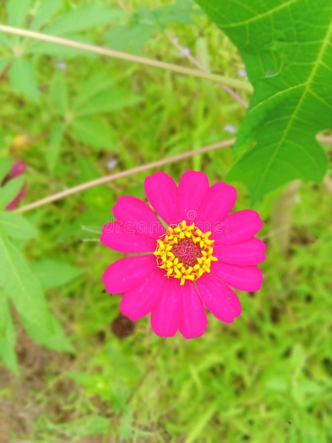 Ping Flower Yellow Grass Green Leaves Stock Image - Image of grass ...