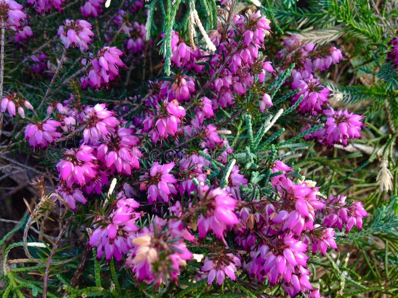 1,065 Ping Flowers Stock Photos - Free & Royalty-Free Stock Photos from ...