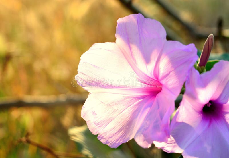 1,065 Ping Flowers Stock Photos - Free & Royalty-Free Stock Photos from ...