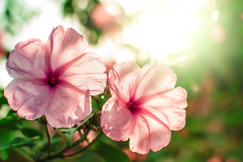Ping flowers. stock image. Image of green, botany, blinking - 90193429