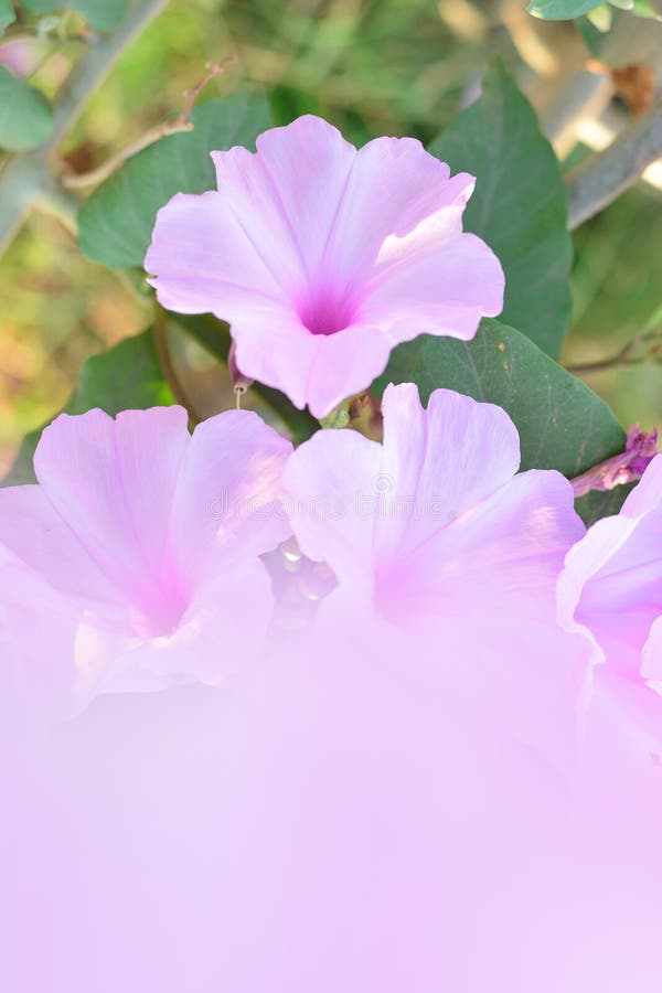 1,065 Ping Flowers Stock Photos - Free & Royalty-Free Stock Photos from ...