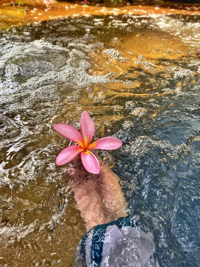 Ping Jasmine Stock Photos - Free & Royalty-Free Stock Photos from ...