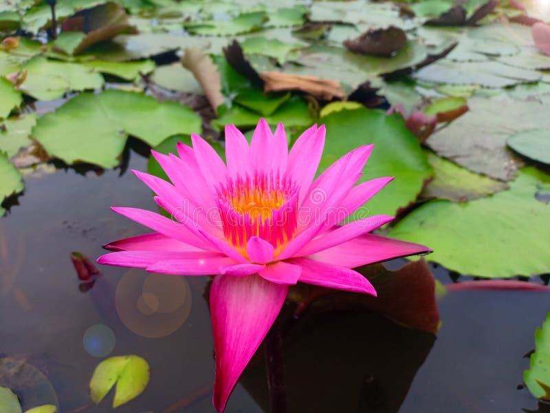 Ping lotus in lake stock photo. Image of pond, waterlily - 138201438