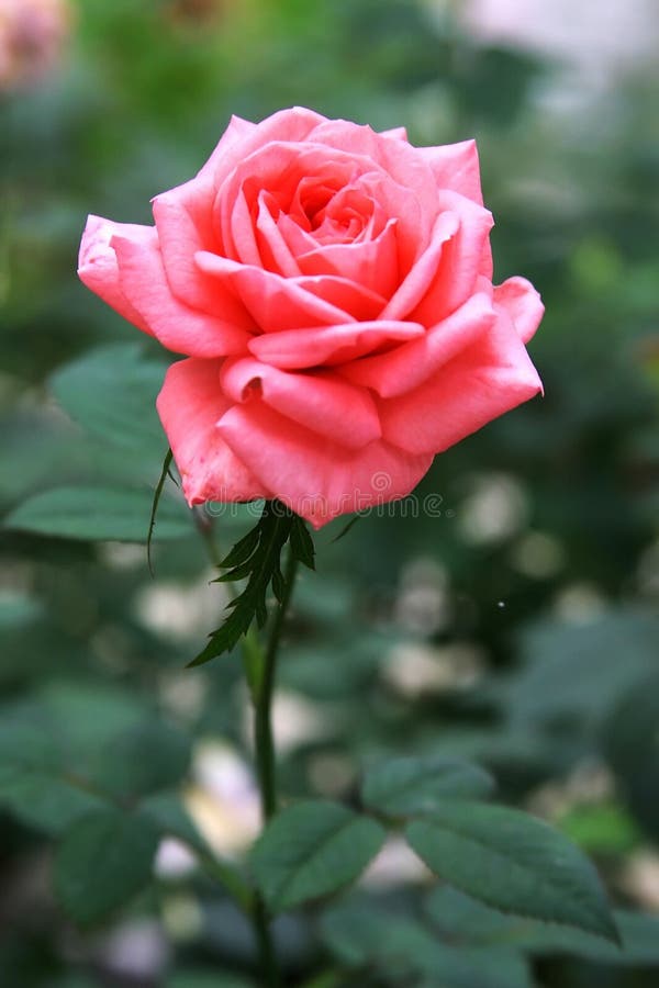 Ping Rose stock photo. Image of pink, romance, forever - 234288