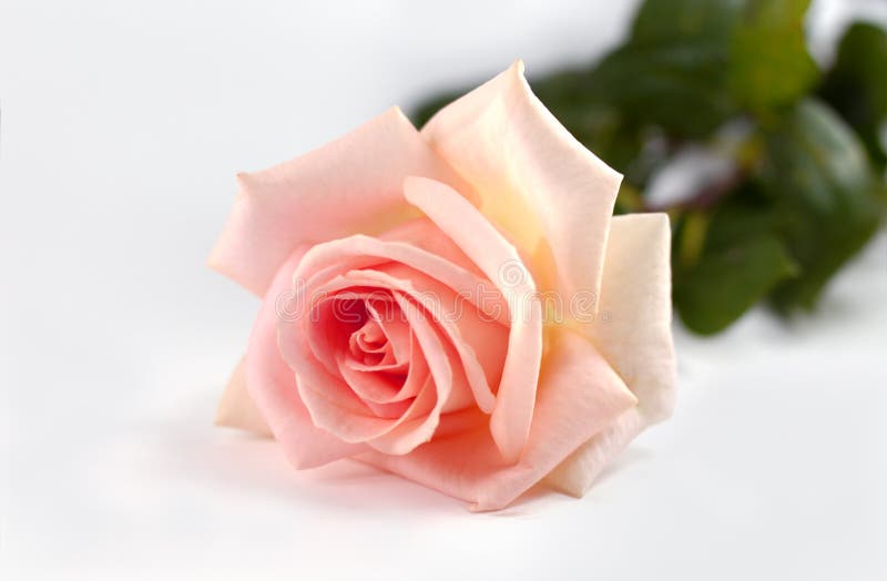 Ping Rose stock photo. Image of pink, romance, forever - 234288