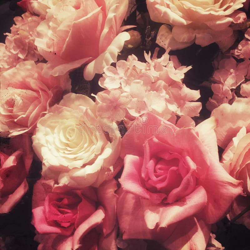 Ping Rose stock photo. Image of pink, romance, forever - 234288