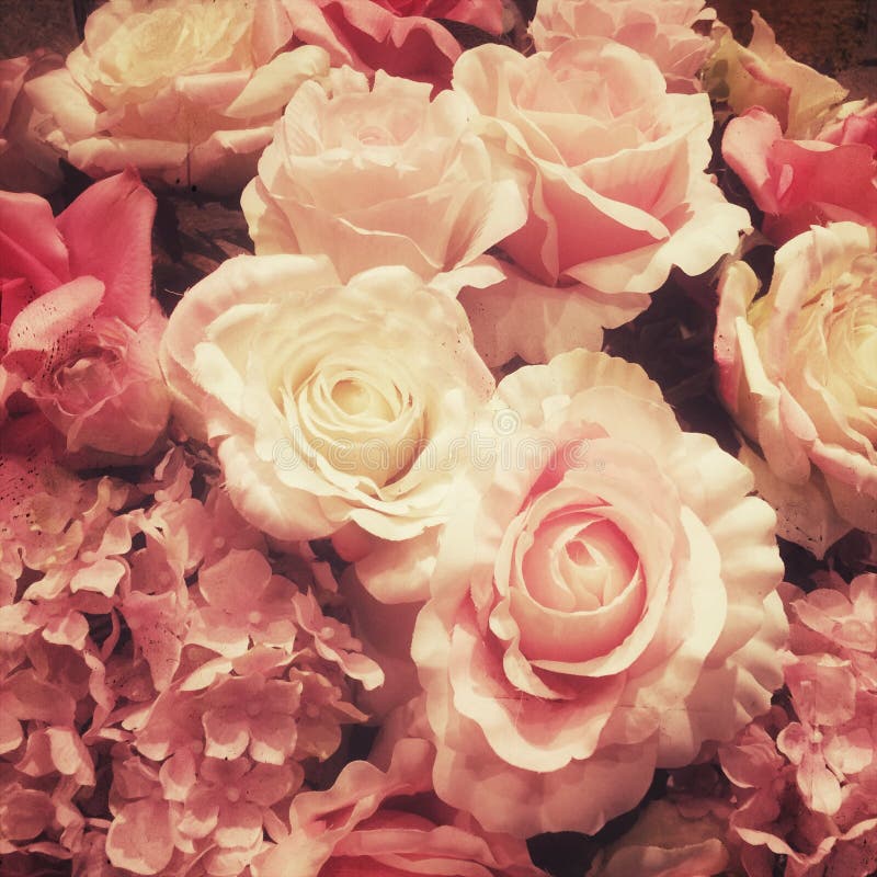 Ping Rose stock photo. Image of pink, romance, forever - 234288