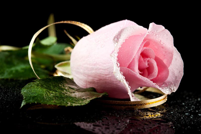 Ping Rose Water Drops Stock Photos - Free & Royalty-Free Stock Photos ...