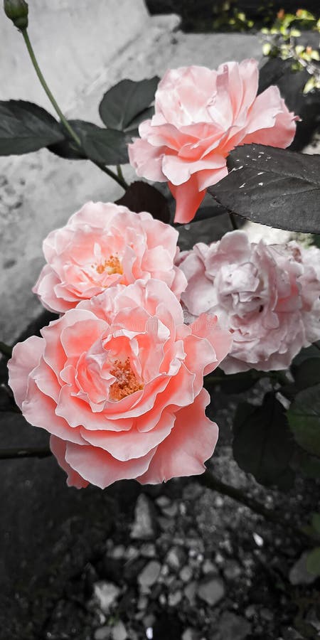 1,231 Ping Blossom Stock Photos - Free & Royalty-Free Stock Photos from ...