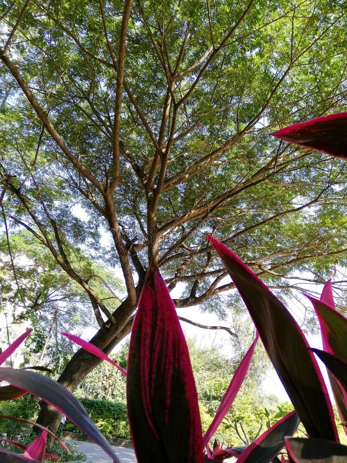 A ping the tree stock photo. Image of tree, ping, park - 132824218