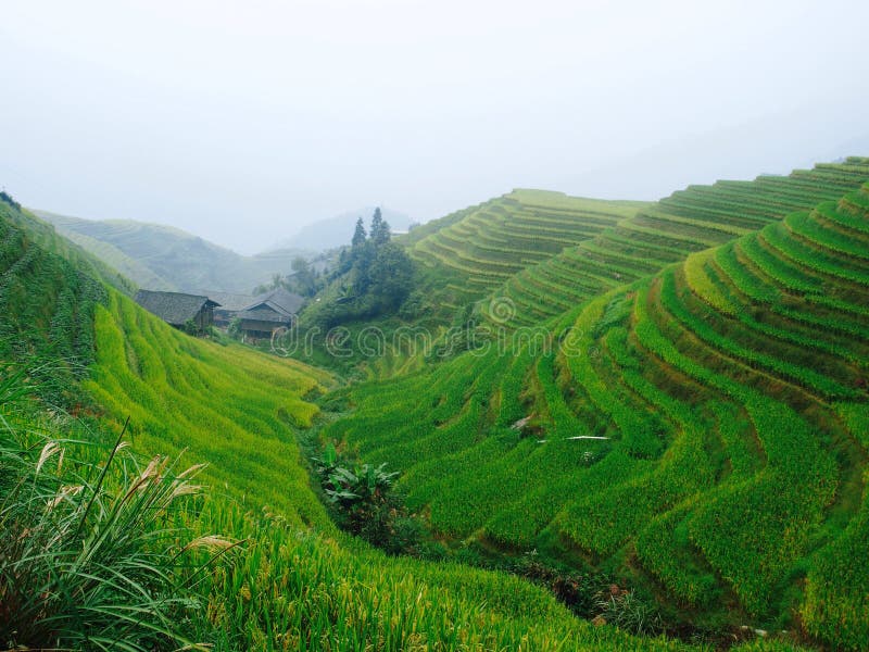 Pingnan rices terraces stock image. Image of rice, terraces - 57664287