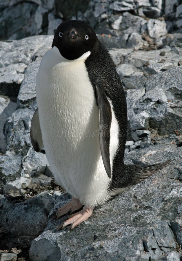 Pygoscelis De Pingouin D'adelie D'adeliae Photo stock - Image du faune ...