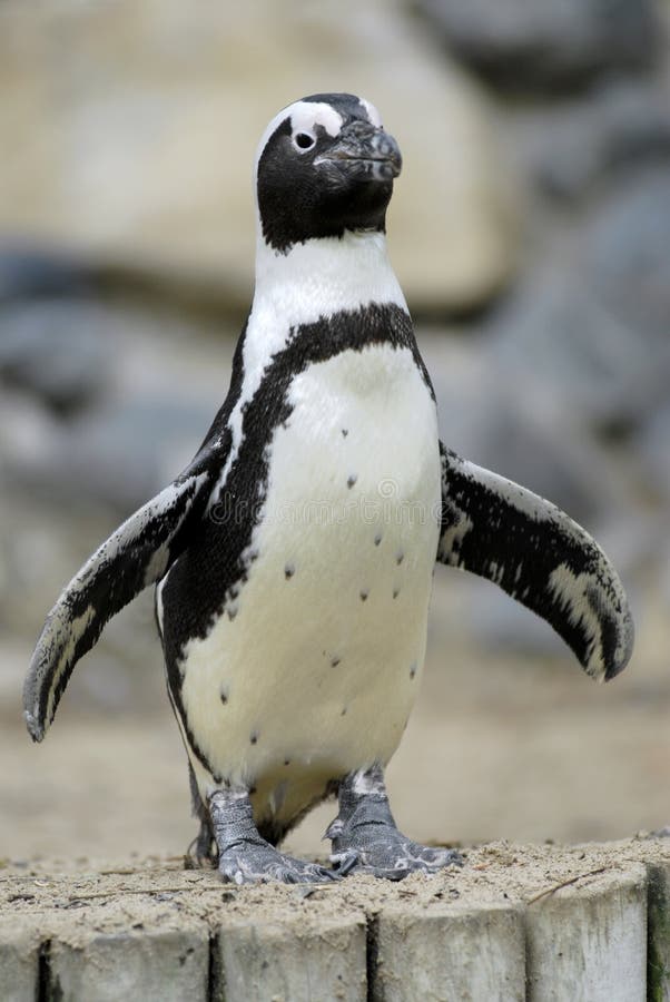 Pingouin africain photo stock. Image du blanc, pingouin - 7576680