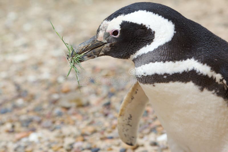 Pingouin et oeuf photo stock. Image du photographie, animal - 11879784