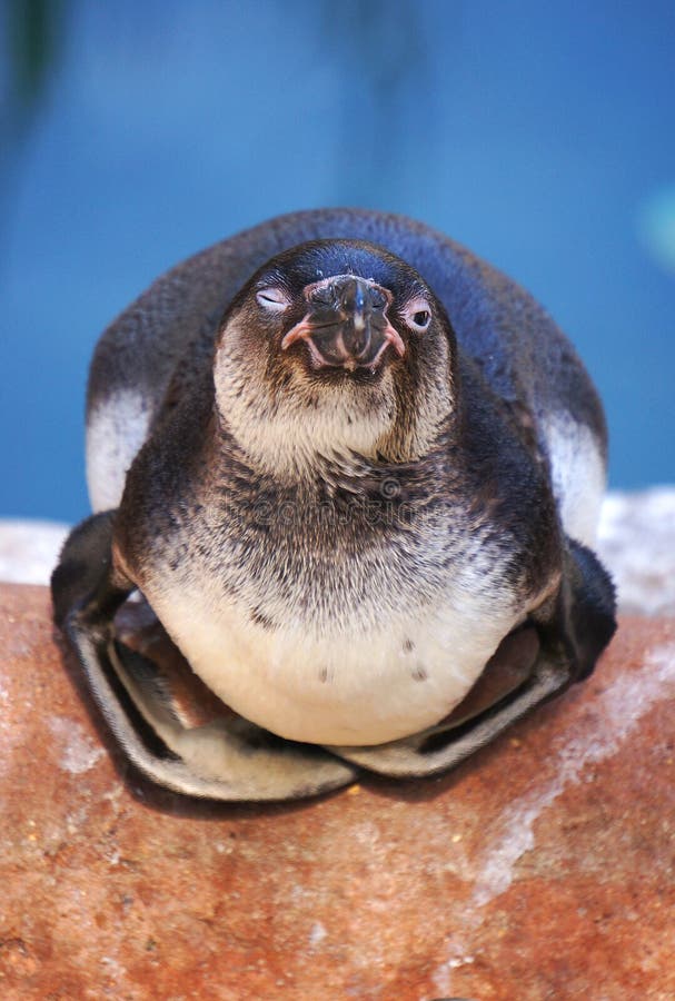 Pingouin Bec Ouvert Photos Stock - Téléchargez 139 Photos libres de droits