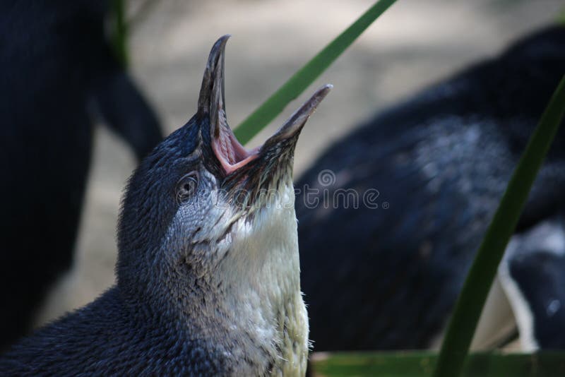 Pingouin Bec Ouvert Photos Stock - Téléchargez 139 Photos libres de droits