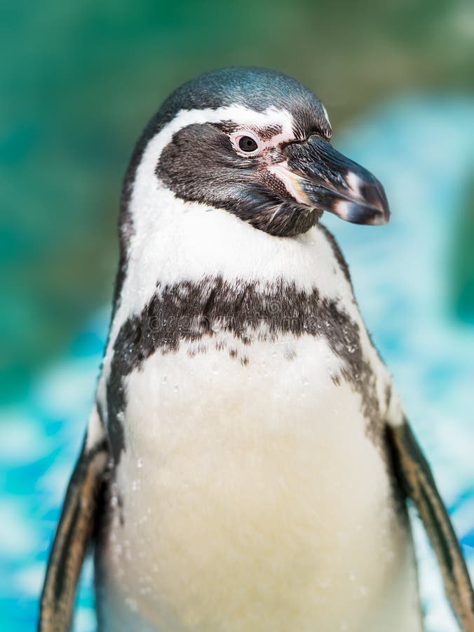 Pingouin mignon image stock. Image du contrefiche, heureux - 4571069