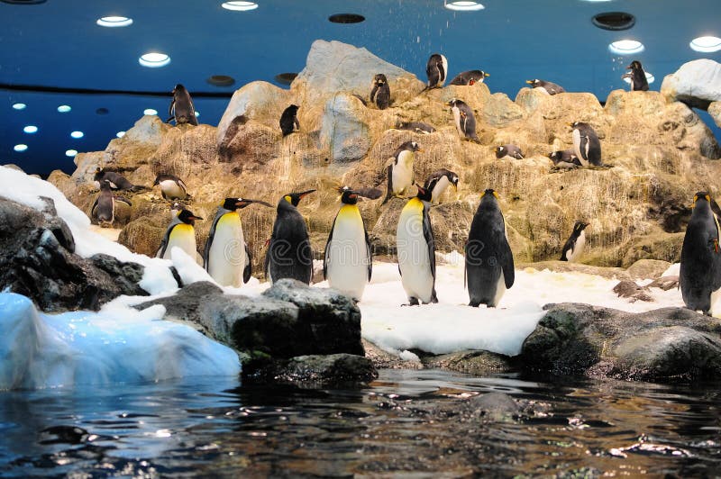 Penguins in Loro Park (Loro Parque). Loro Park is One of the Most ...
