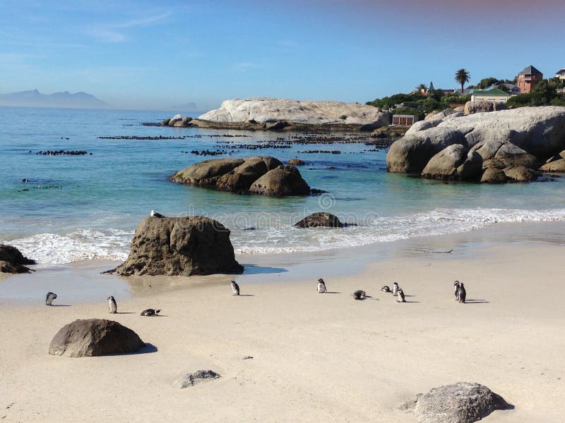 Des pingouins sur la plage image stock. Image of afrique - 53768035