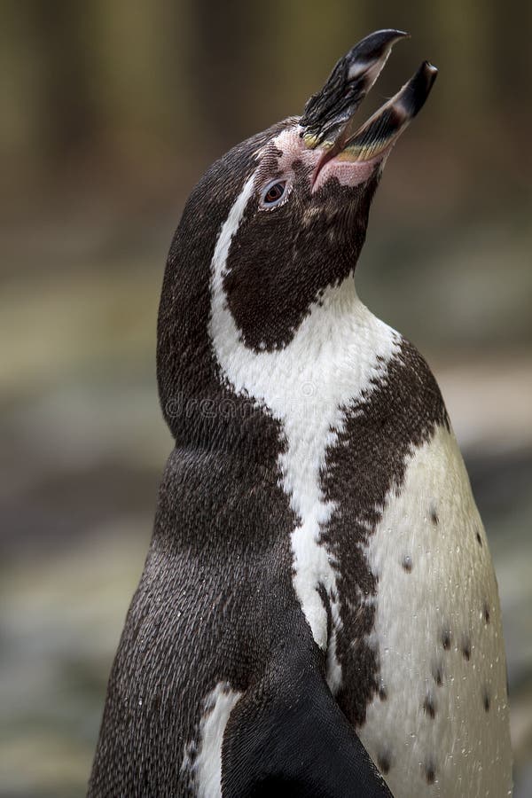 Pinguïn, open bek stock afbeelding. Afbeelding bestaande uit up - 24366411
