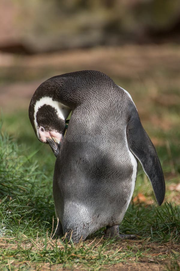 Pingu?n stock afbeelding. Image of koude, pinguïn, horizontaal - 144335423