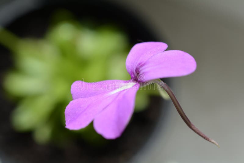 Pinguicula blooming stock image. Image of green, pink - 191417301