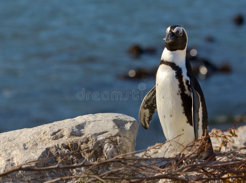 Pinguim imagem de stock. Imagem de vivo, bico, wildlife - 21525827