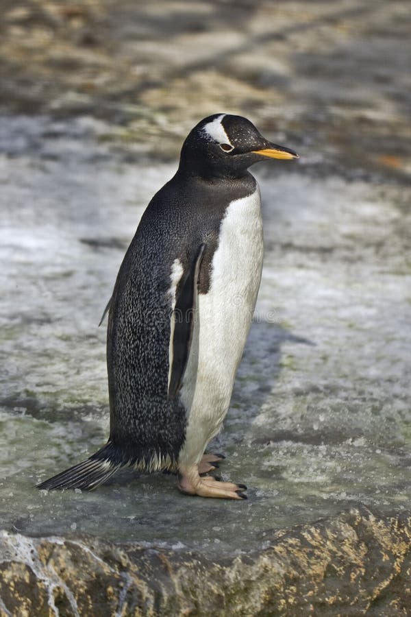 Pinguim Azul Pequeno: Ilha Do Pinguim, Austrália Ocidental Foto de ...