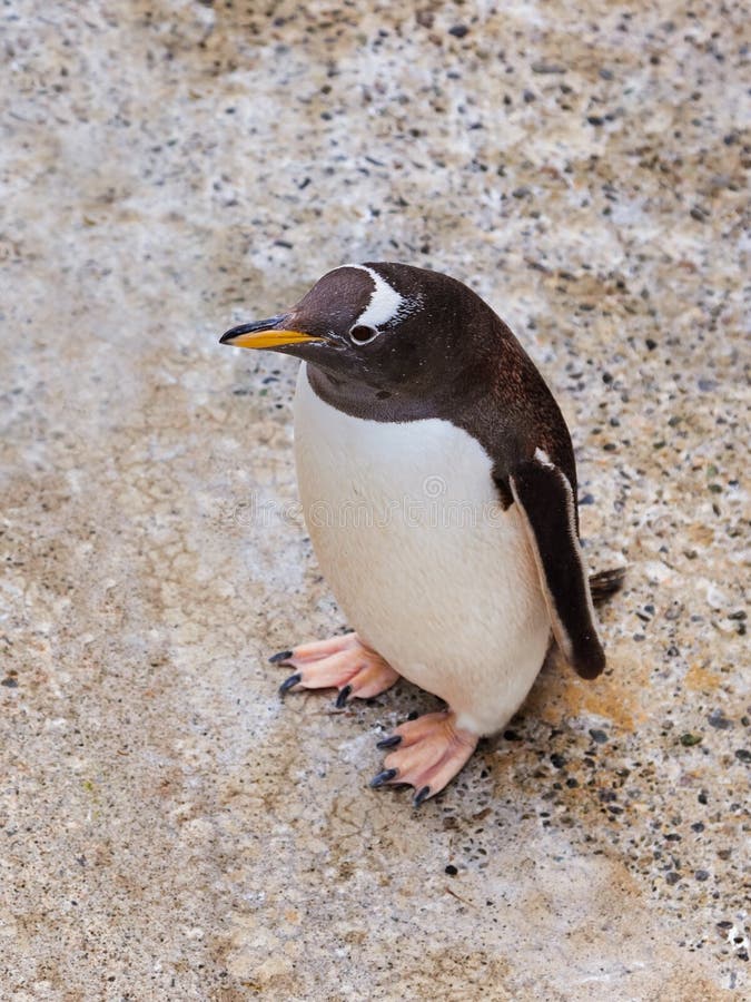 283 Pinguim Gordo Fotos - Fotos de Stock Gratuitas e Fotos Royalty-Free ...