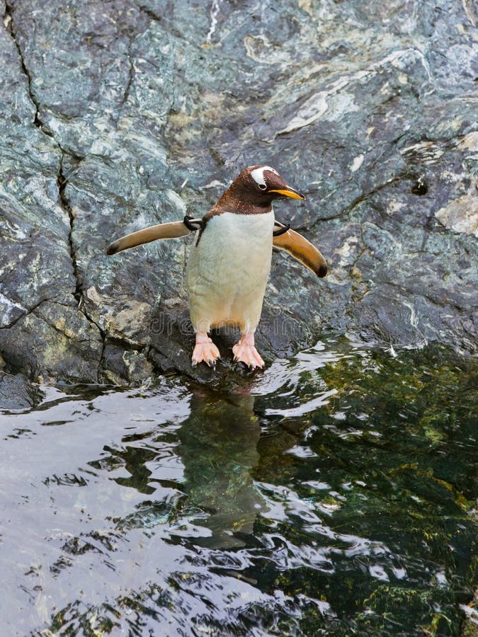 285 Pinguim Gordo Fotos - Fotos de Stock Gratuitas e Fotos Royalty-Free ...