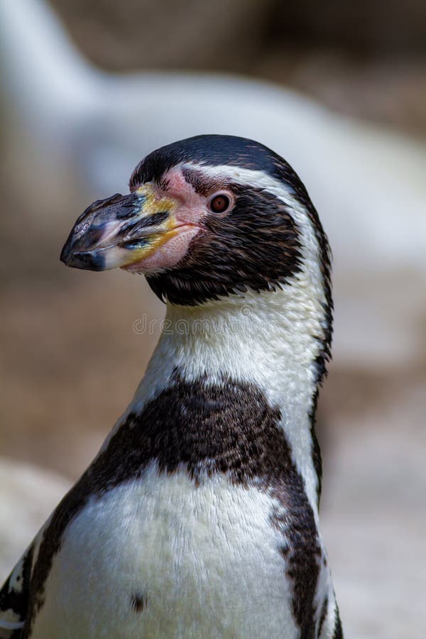 Pinguim africano foto de stock. Imagem de pinguim, fofofo - 23821494