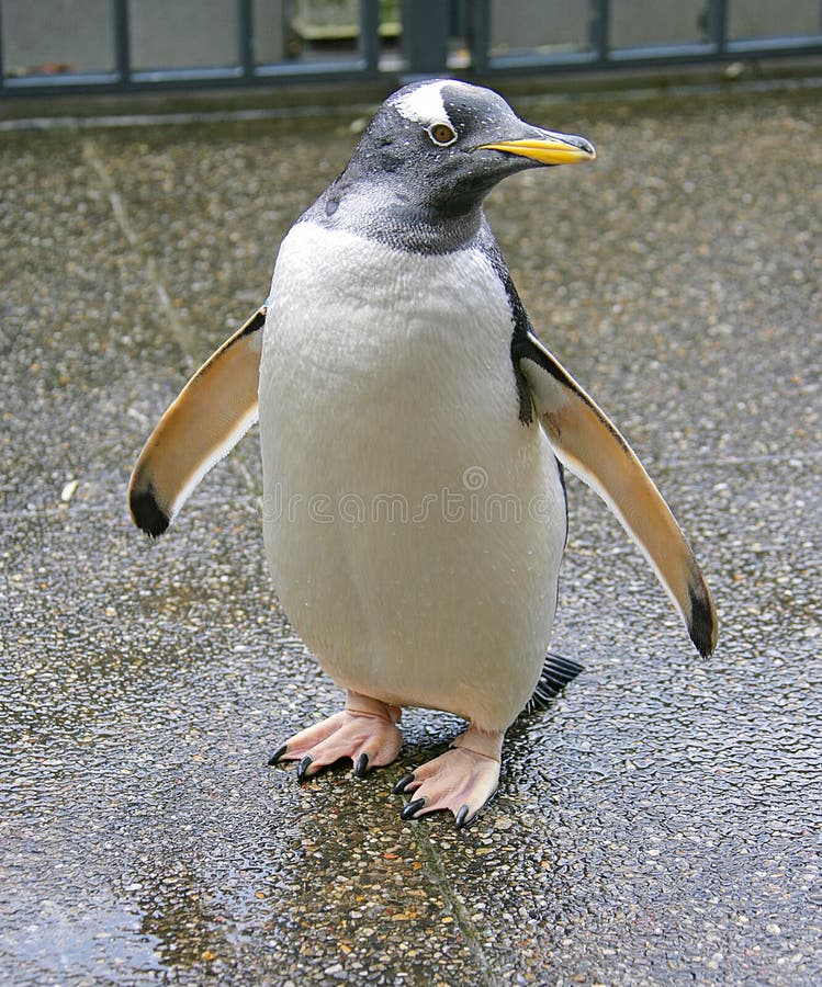 391 Fotos de Stock de Pinguim Gordo - Fotos de Stock Gratuitas e Sem ...