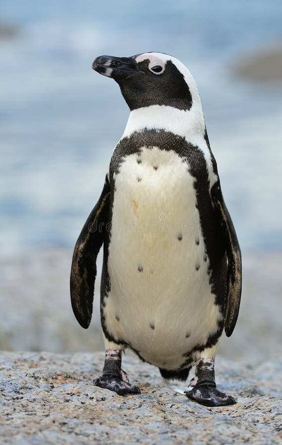 Pinguim Africano (demersus Do Spheniscus) Com Bico Aberto Foto de Stock ...