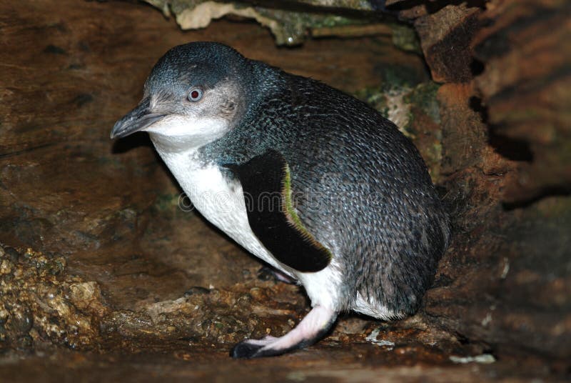 Pinguim azul imagem de stock. Imagem de wildlife, fairy - 25124755