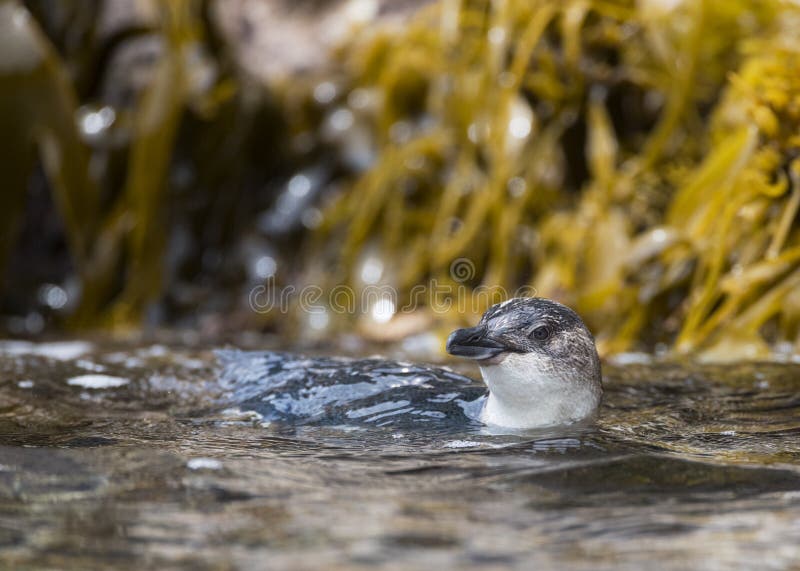 Pinguim Azul Pequeno, Chathamensis Do Menor De Eudyptula Imagem de ...
